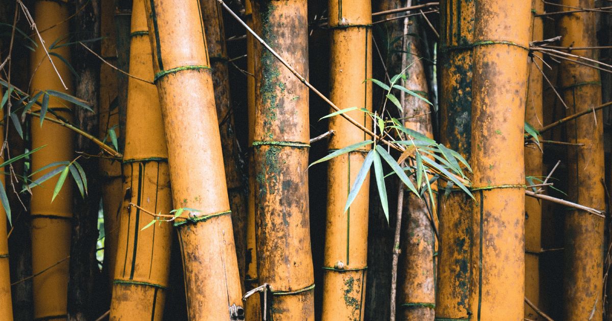 How Sustainable Bamboo Farming Supports Rural Villages - Bamboo Goods